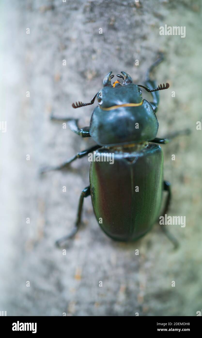 CIERVO VOLANTE - STAG BEETLE (Lucanus cervus) female, Lucanidae ...