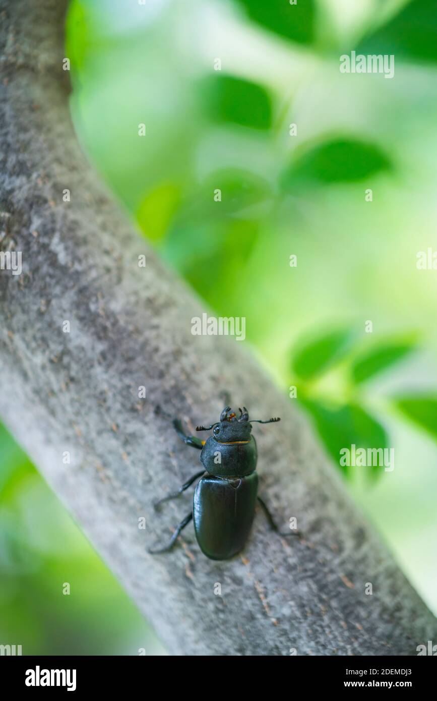 Ciervo volante hi-res stock photography and images - Alamy