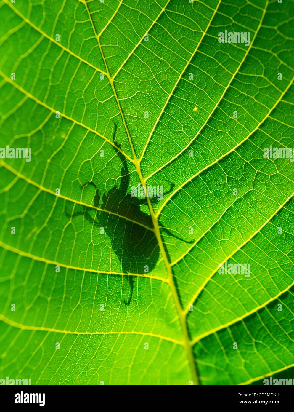 Ciervo volante stag beetle lucanus cervus hi-res stock photography and ...