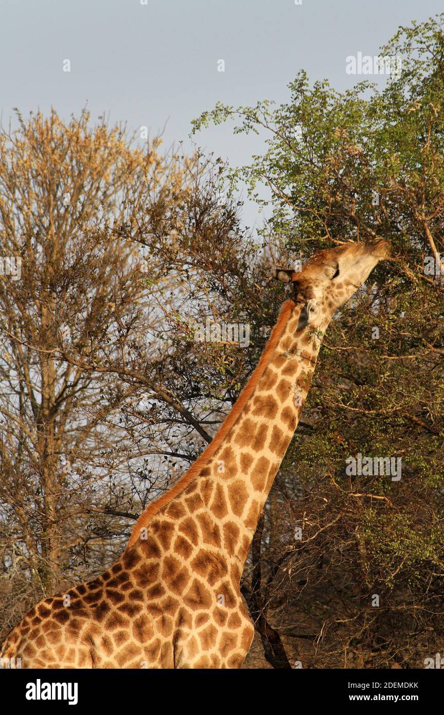 South African giraffe or Cape giraffe (Giraffa camelopardalis giraffa ...