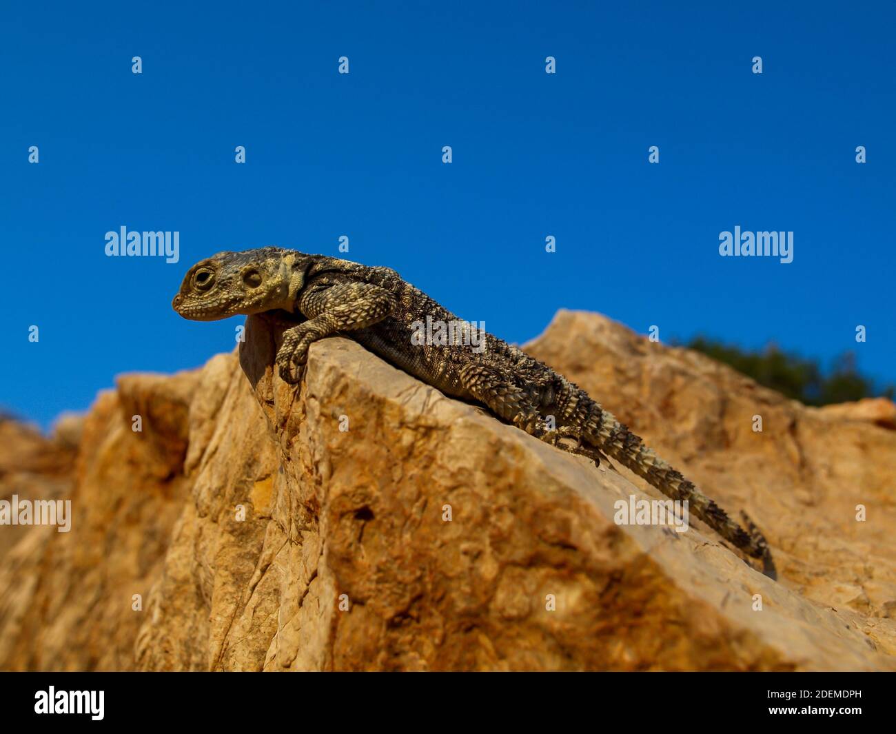 stellion, laudakia stellio, agama stellio, stellagama stellio Stock ...
