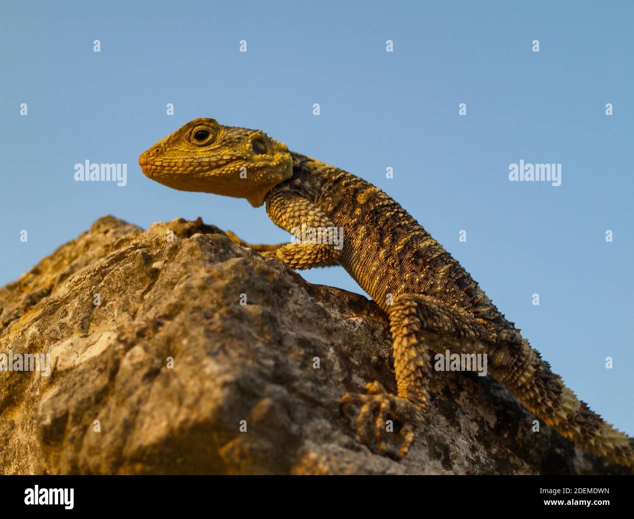 stellion, laudakia stellio, agama stellio, stellagama stellio Stock ...