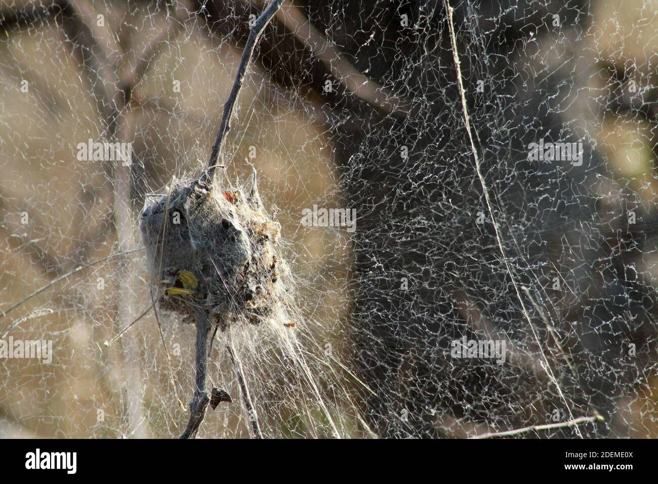 Large spider nest / web, Kruger National Park, South Africa Stock Photo ...