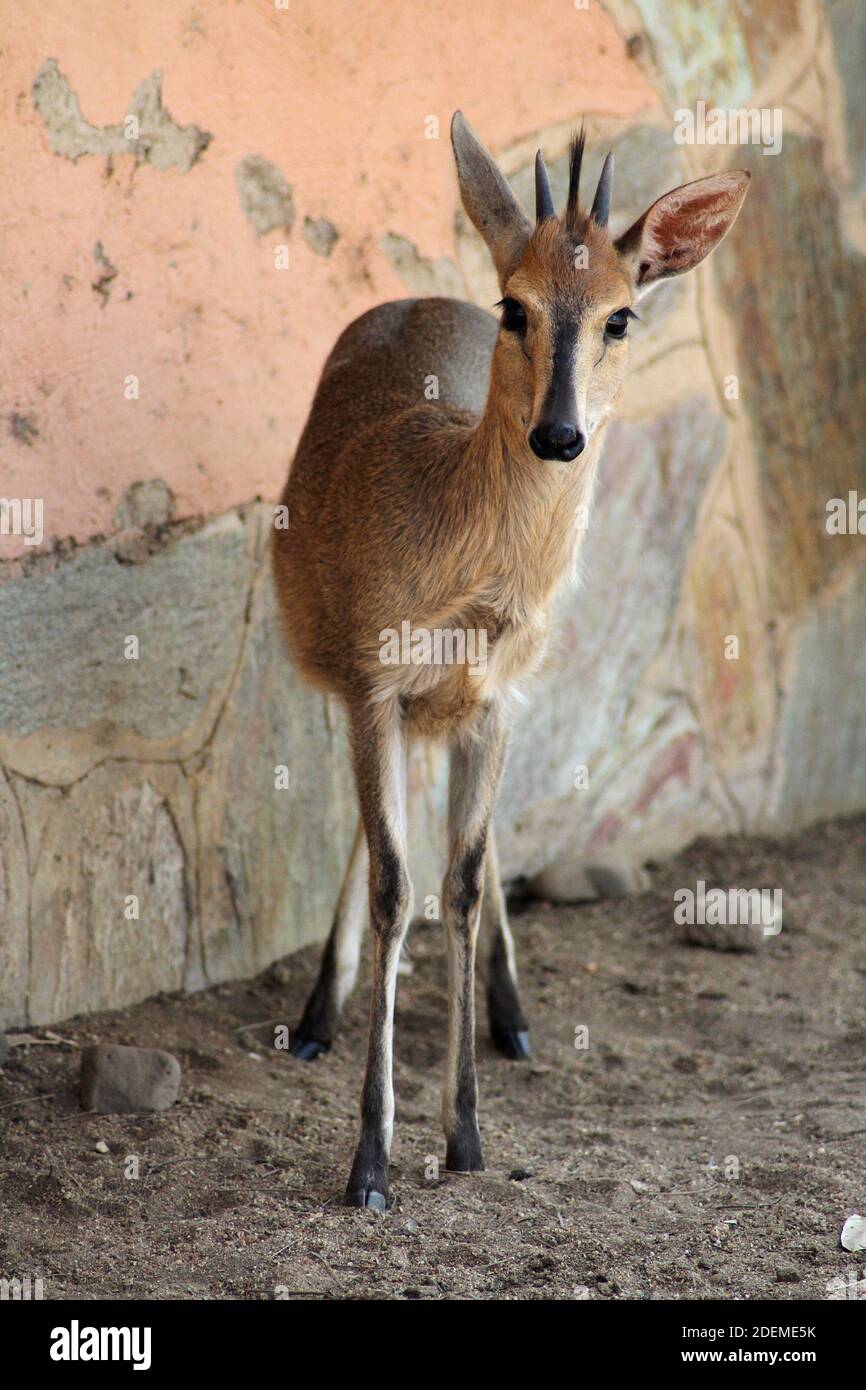 Common duiker (Sylvicapra grimmia), Hoedspruit Endangered Species ...