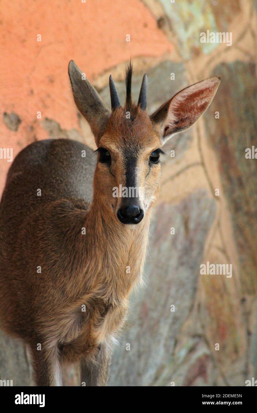 Common duiker (Sylvicapra grimmia), Hoedspruit Endangered Species ...