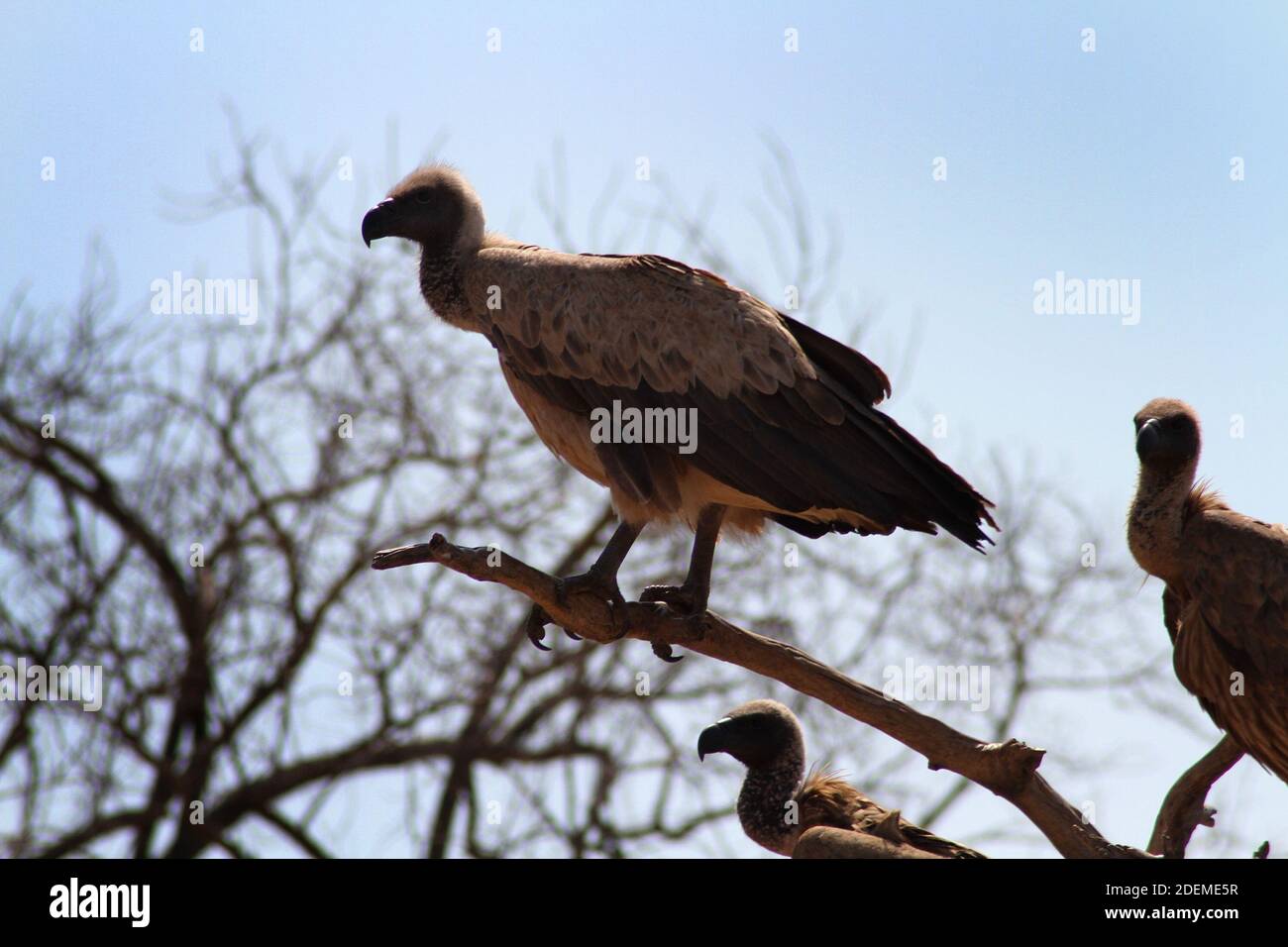 Cape vulture or Cape griffon (Gyps coprotheres), Hoedspruit Endangered ...