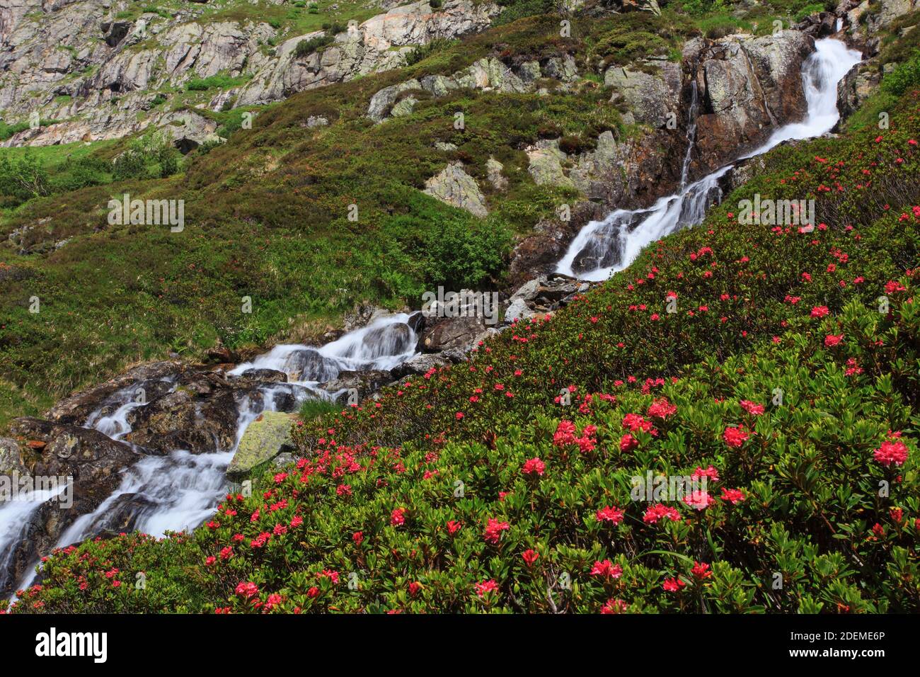 Bern bernese oberland flower blossom hi-res stock photography and ...