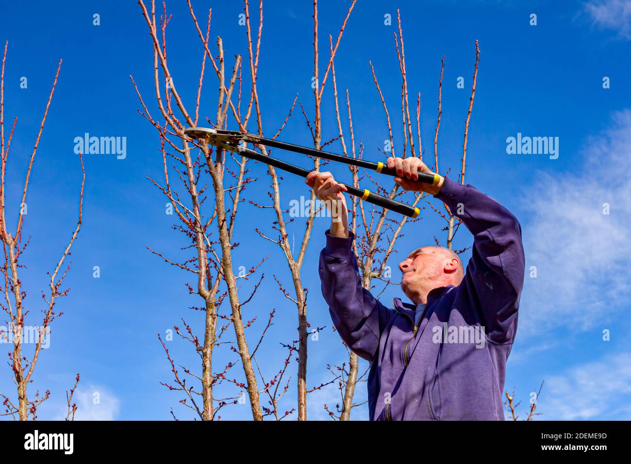 Elderly farmer, gardener is pruning branches of fruit trees using long ...