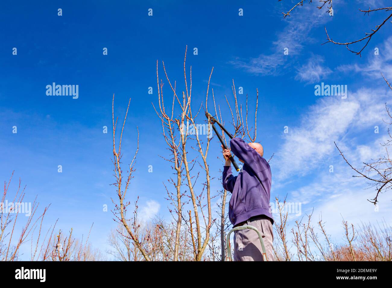 Farmer is pruning branches of fruit trees in orchard using loppers at ...