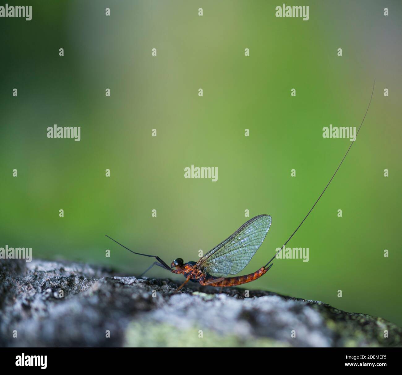 Efémera o Efímera (EFEMEROPTEROS), Néouvielle Nature Reserve, Vallée d ...