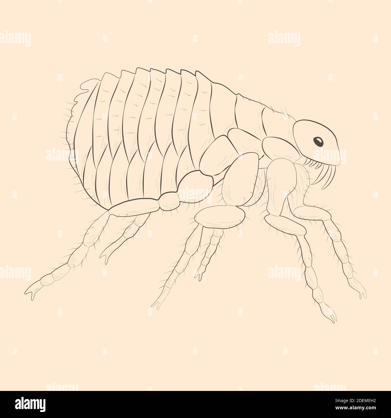 Flea Illustration High Resolution Stock Photography and Images - Alamy