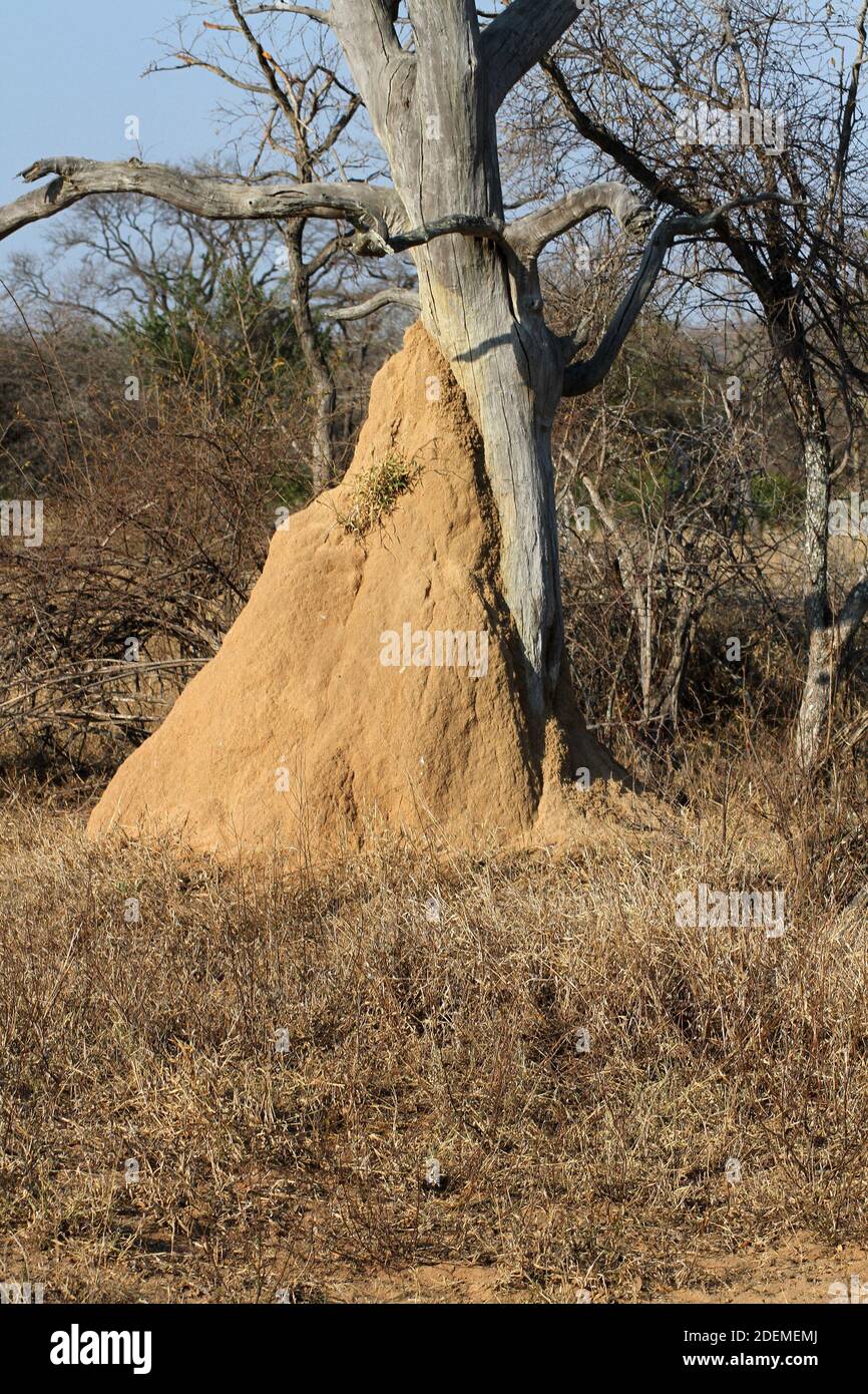 Anthills hi-res stock photography and images - Alamy