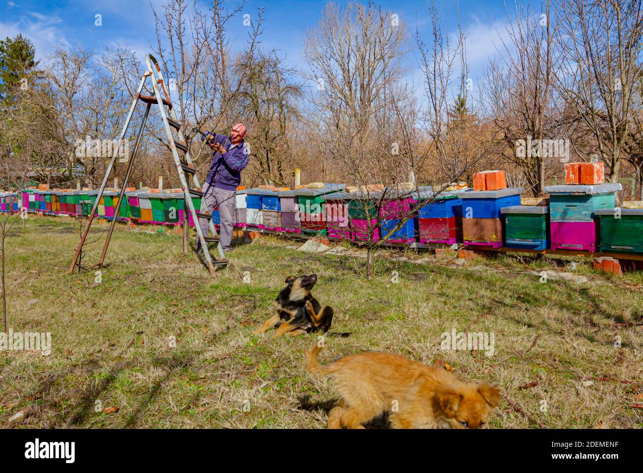 Elderly farmer, gardener is pruning branches of fruit trees using long ...