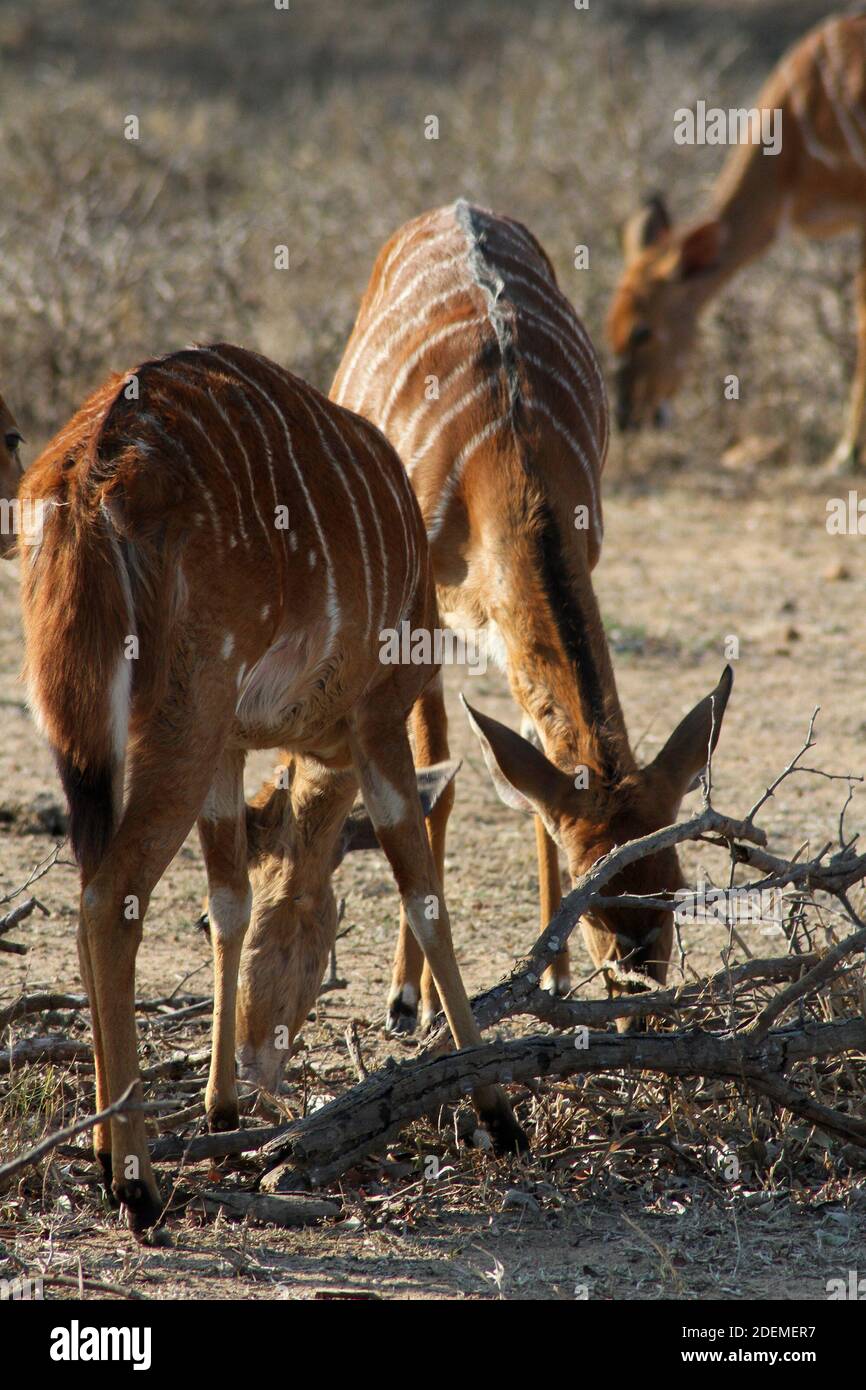 Nyala tree hi-res stock photography and images - Alamy