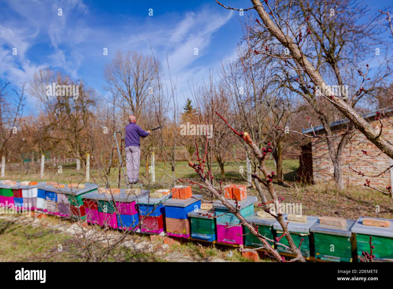 Elderly farmer, gardener is pruning branches of fruit trees using long ...