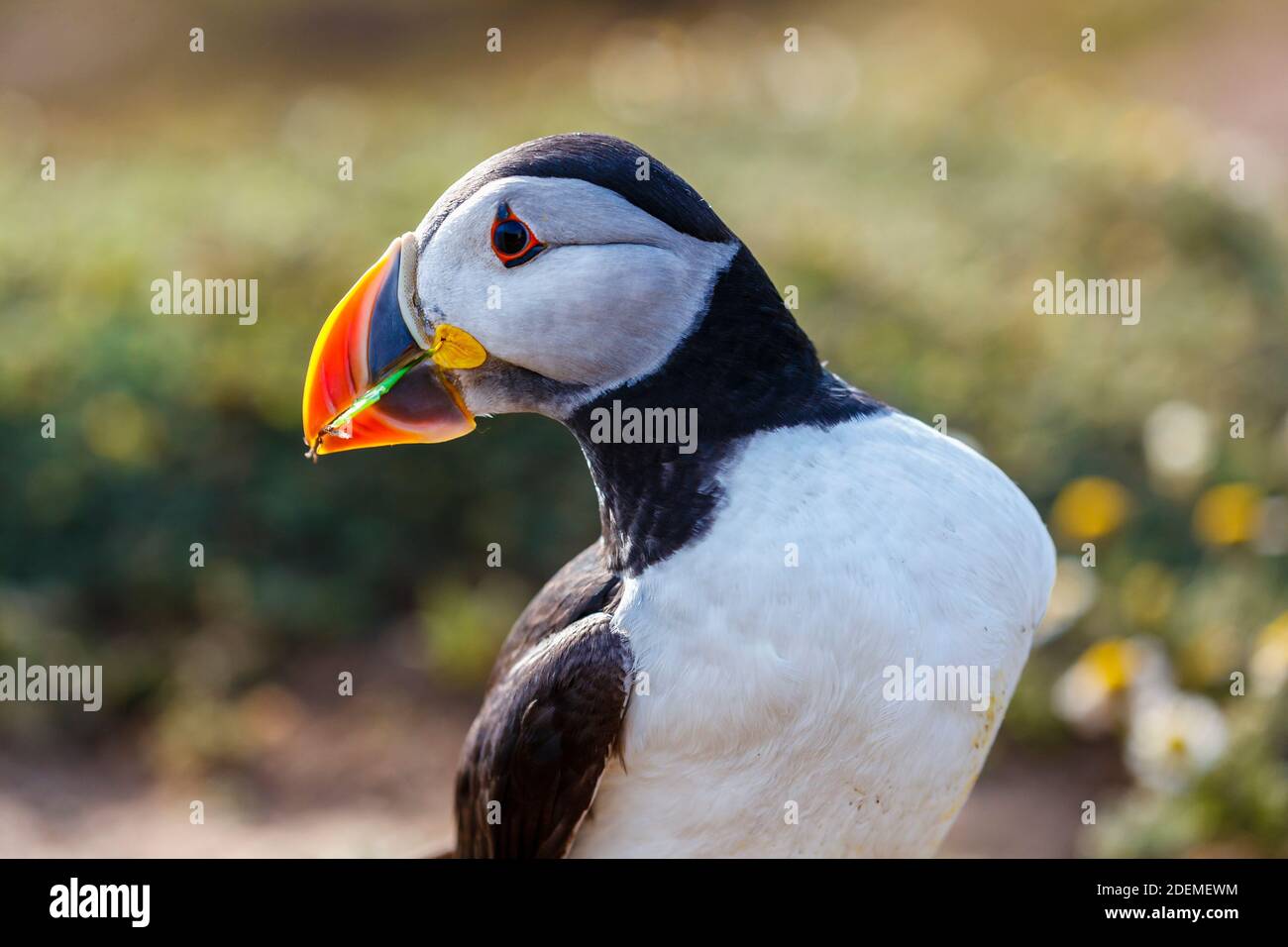 An Atlantic puffin (Fratercula arctica) carries a strip of green ...