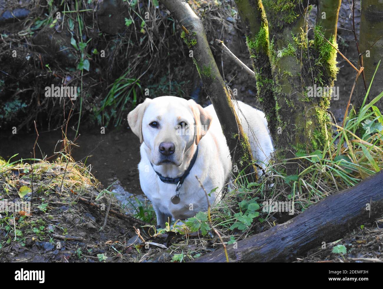 Beautiful yellow labrador retriever standing in a stream whilst looking ...
