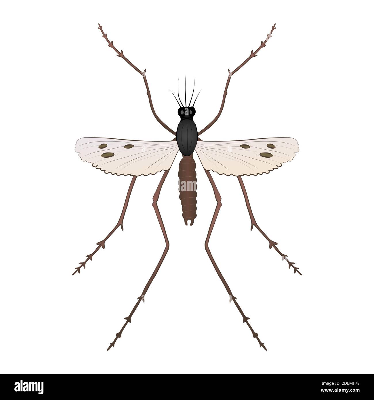 Gnat Drawing High Resolution Stock Photography and Images - Alamy