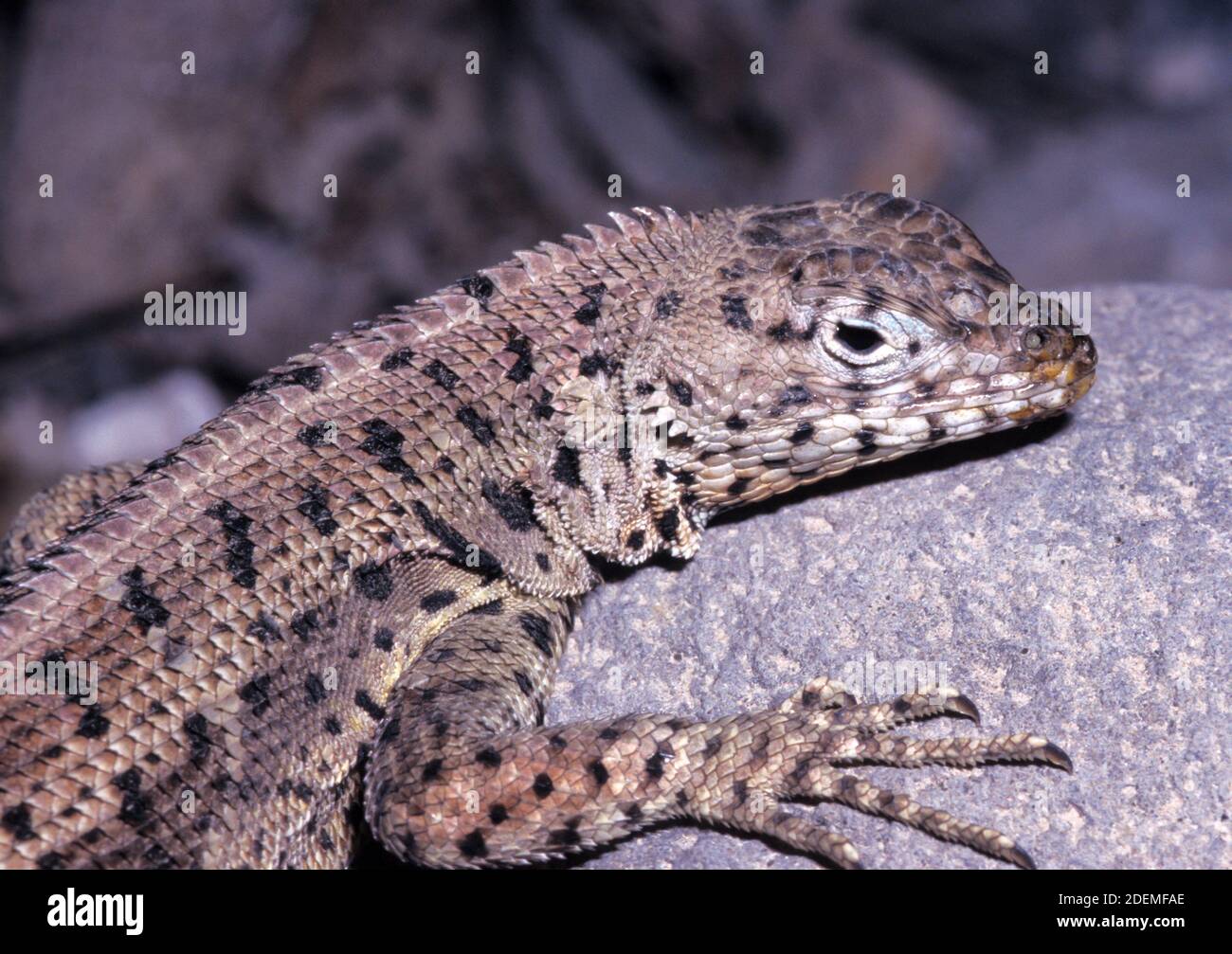 lava lizard, microlophus on the galapagos islands, ecuador Stock Photo ...