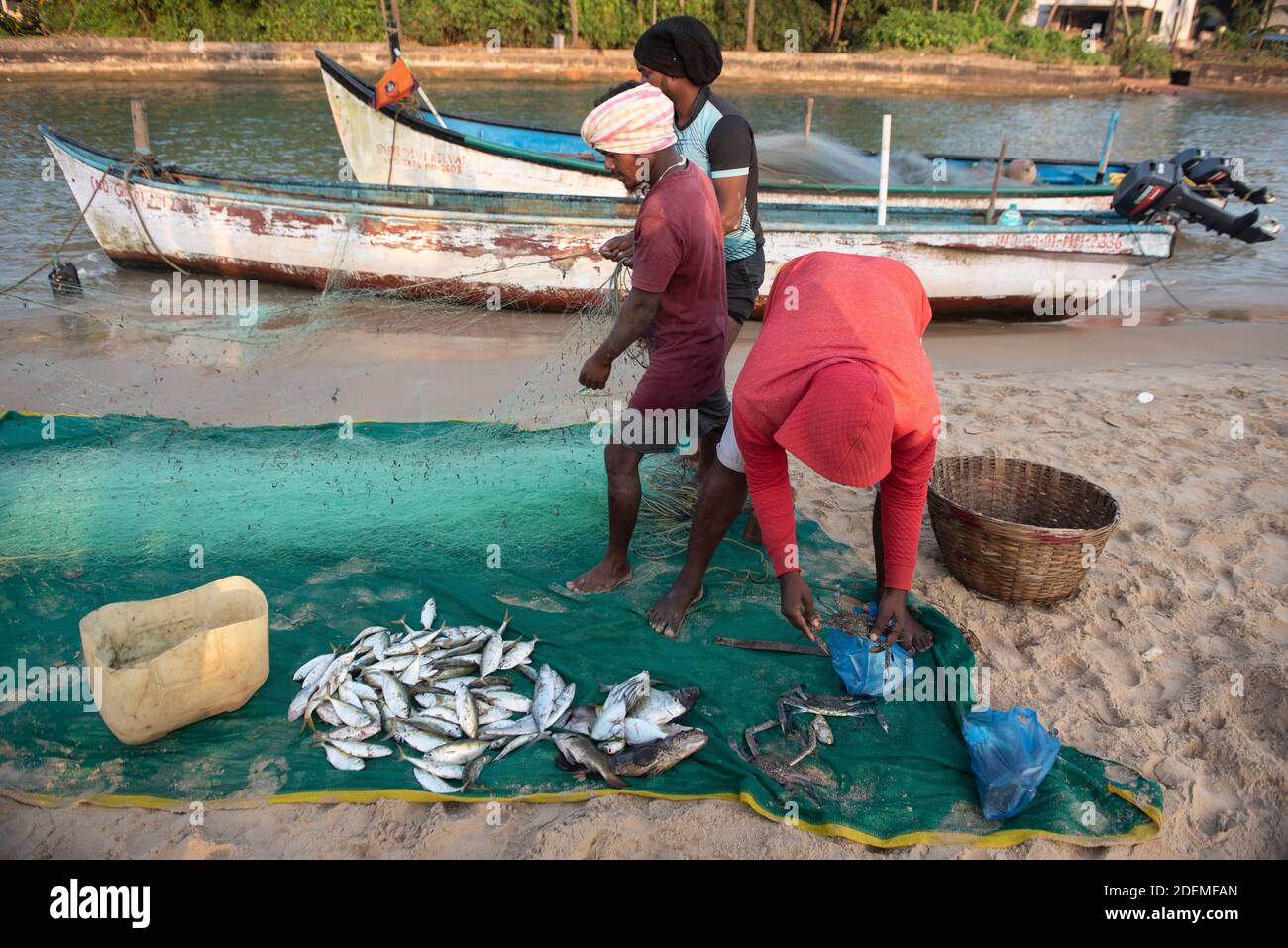 Goa fishermen sorting fish hi-res stock photography and images - Alamy