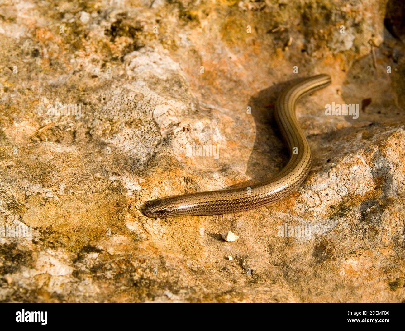 limbless skink, Ophiomorus punctatissimus in greece Stock Photo - Alamy