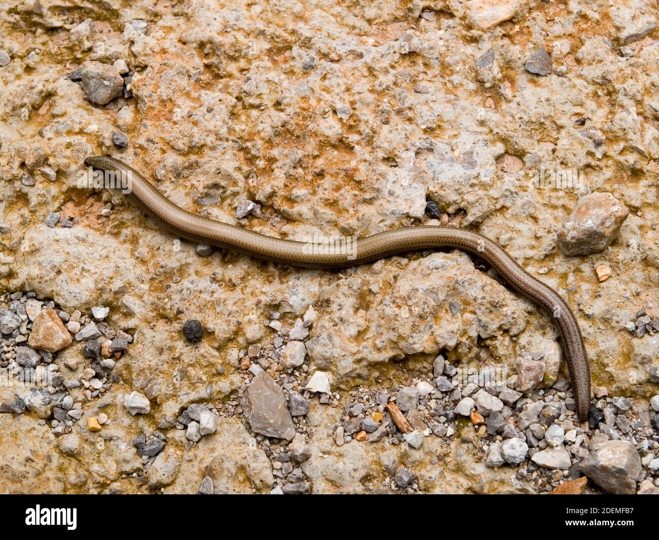 limbless skink, Ophiomorus punctatissimus in greece Stock Photo - Alamy