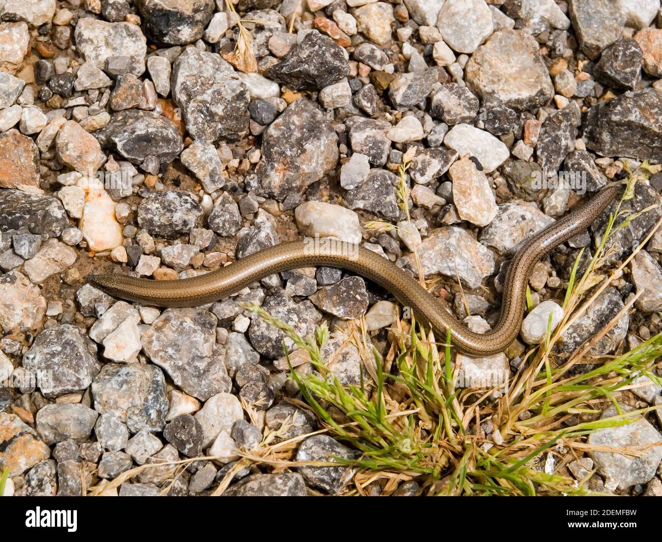 limbless skink, Ophiomorus punctatissimus in greece Stock Photo - Alamy