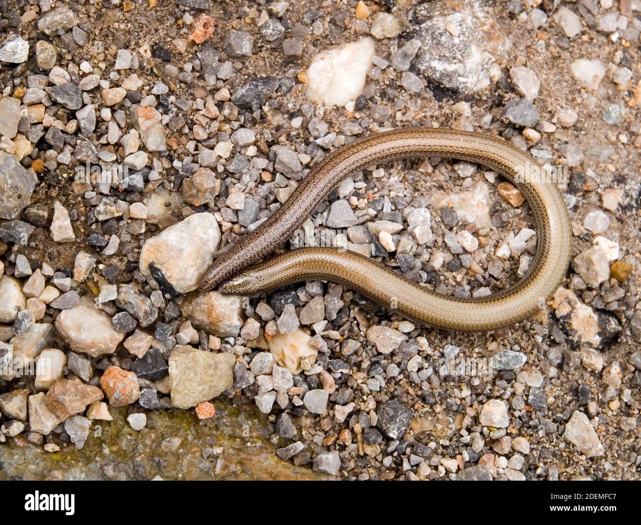 Limbless skink hi-res stock photography and images - Alamy