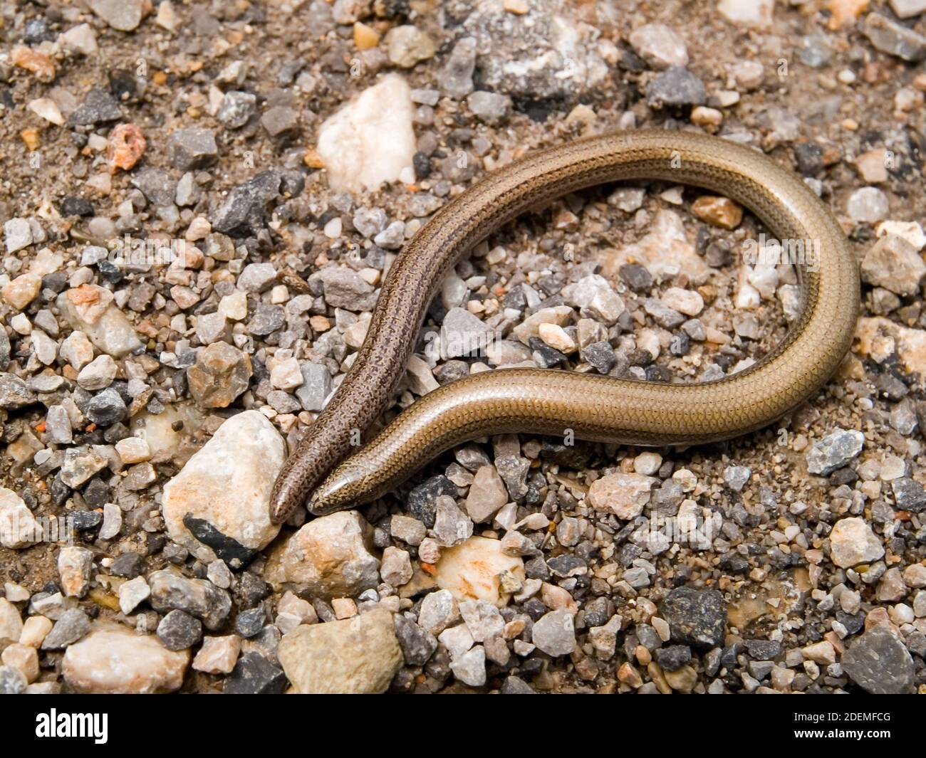 limbless skink, Ophiomorus punctatissimus in greece Stock Photo - Alamy