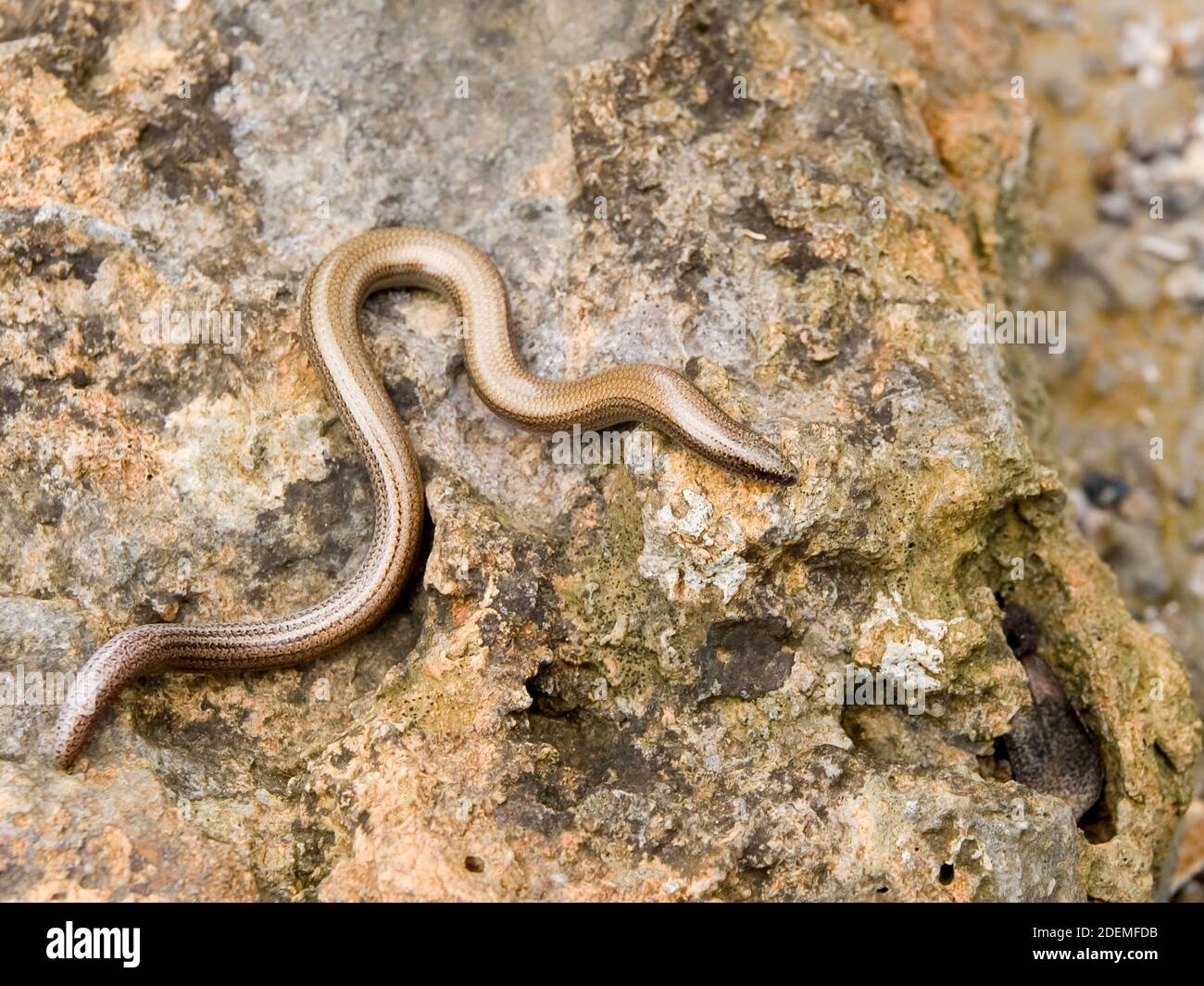 limbless skink, Ophiomorus punctatissimus in greece Stock Photo - Alamy