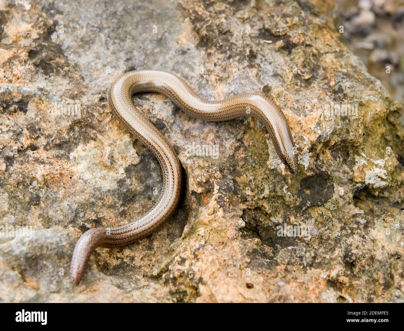 limbless skink, Ophiomorus punctatissimus in greece Stock Photo - Alamy