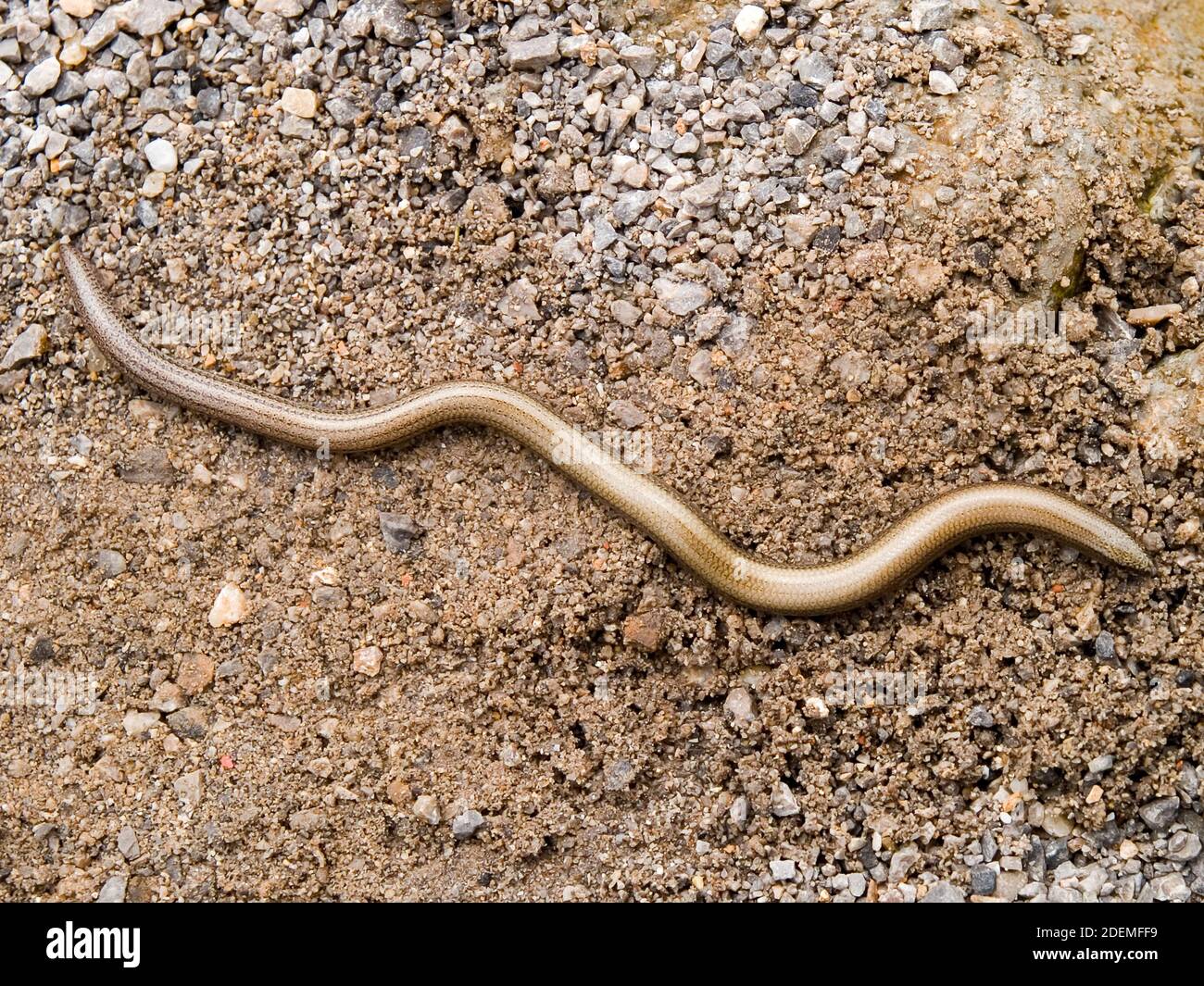 limbless skink, Ophiomorus punctatissimus in greece Stock Photo - Alamy