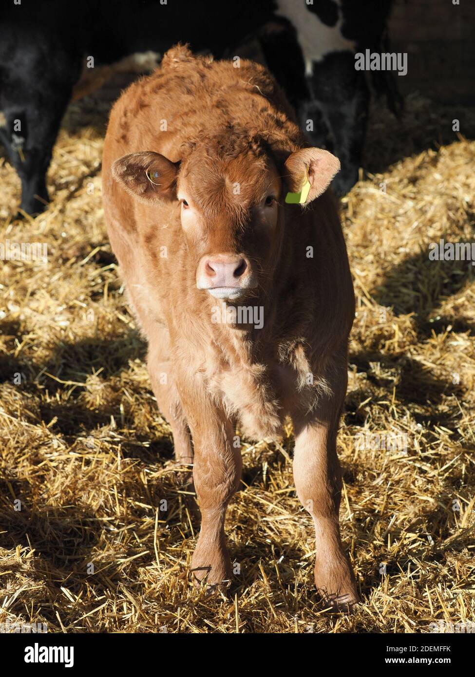 A young calf stands in a straw filled barn Stock Photo - Alamy