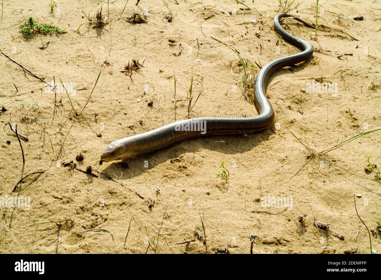 sheltopusik, Pseudopus apodus, ophisaurus apodus, european limbless ...