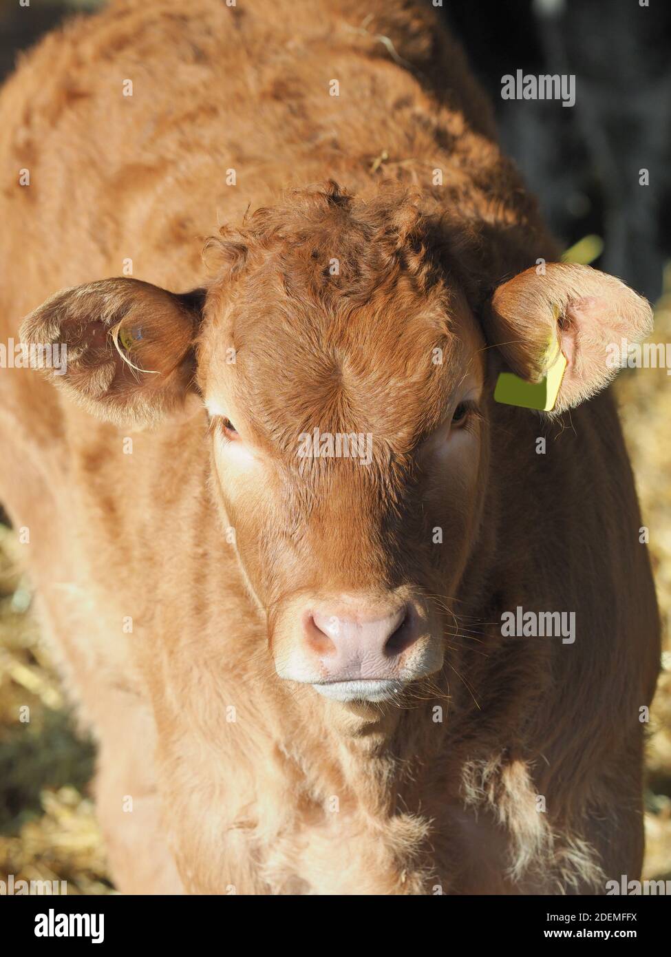 Young calf stands in hi-res stock photography and images - Alamy