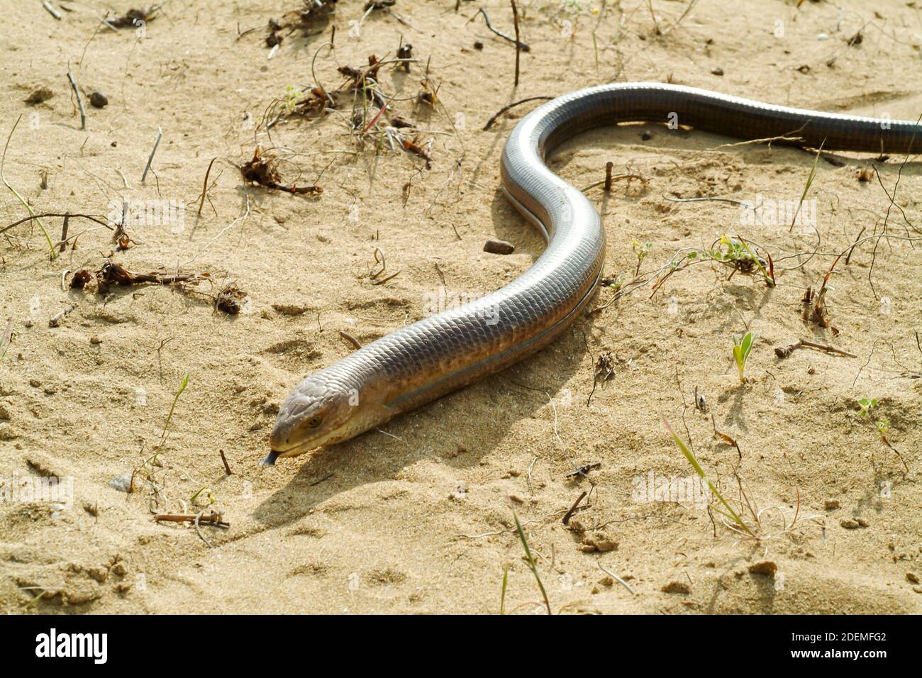 sheltopusik, Pseudopus apodus, ophisaurus apodus, european limbless ...