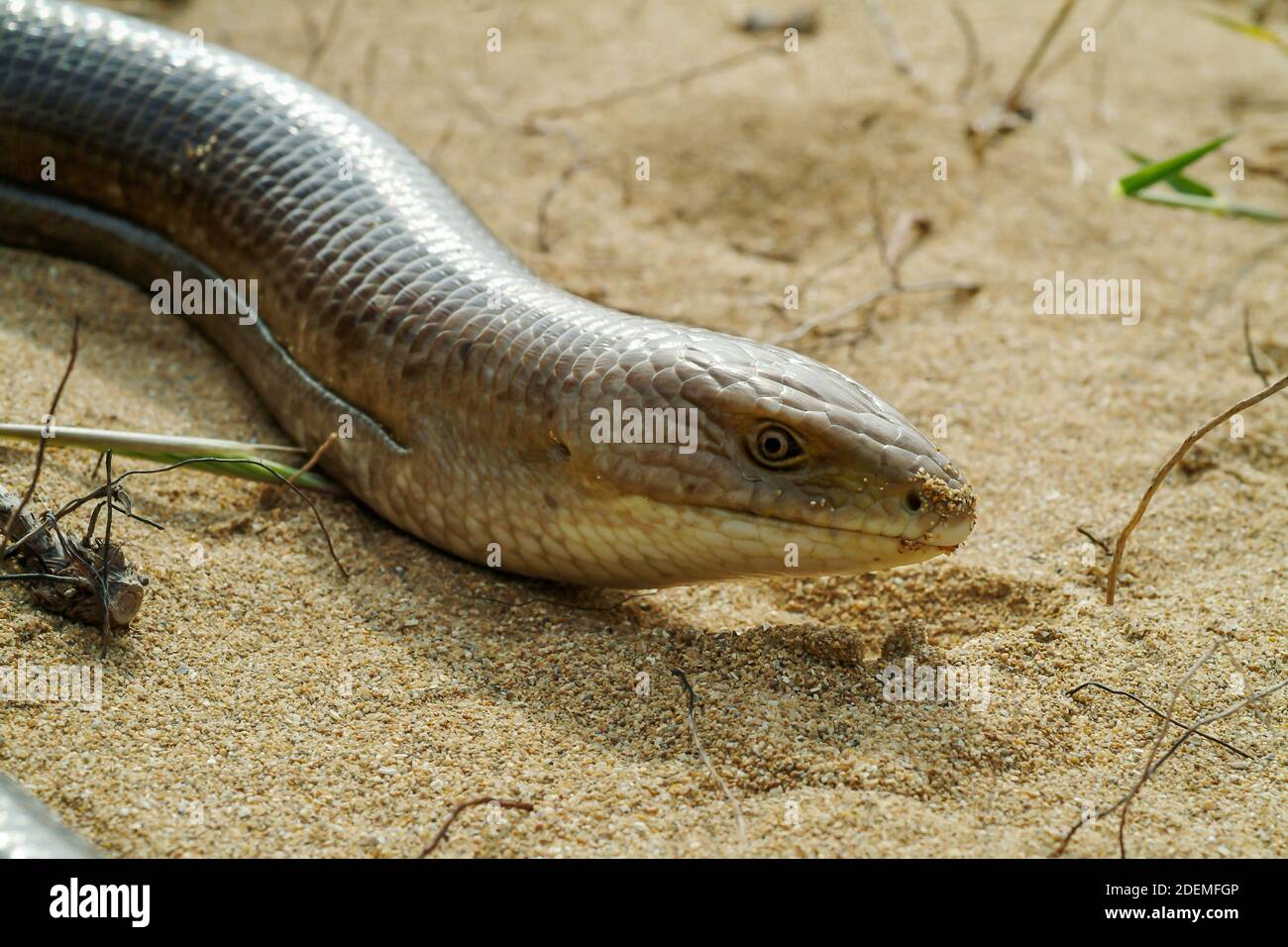 sheltopusik, Pseudopus apodus, ophisaurus apodus, european limbless ...
