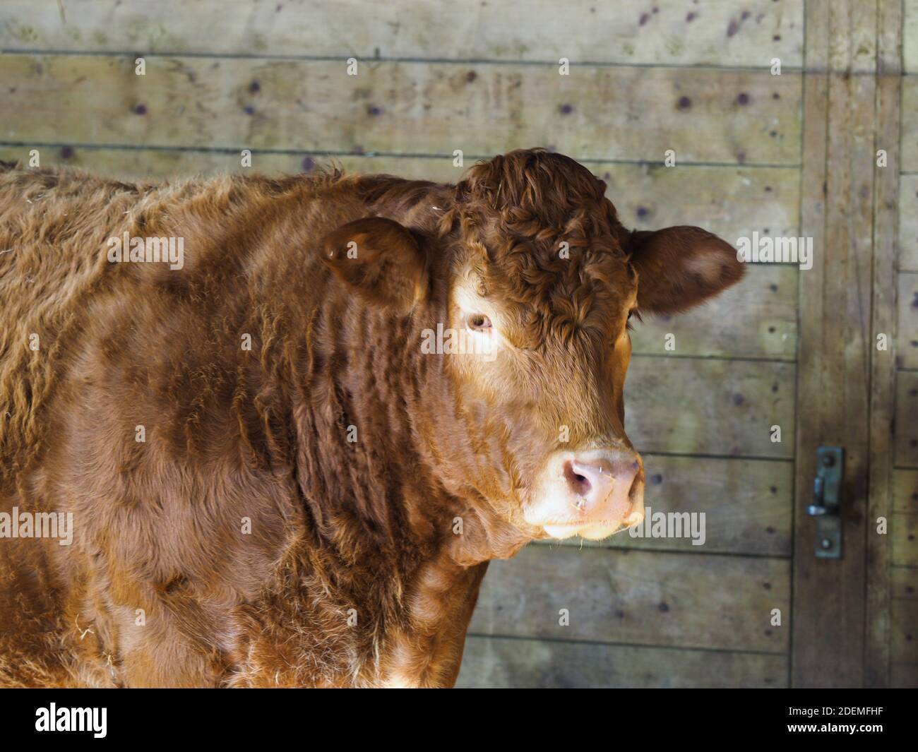 A head shot of a commercial cow in a cow shed Stock Photo - Alamy