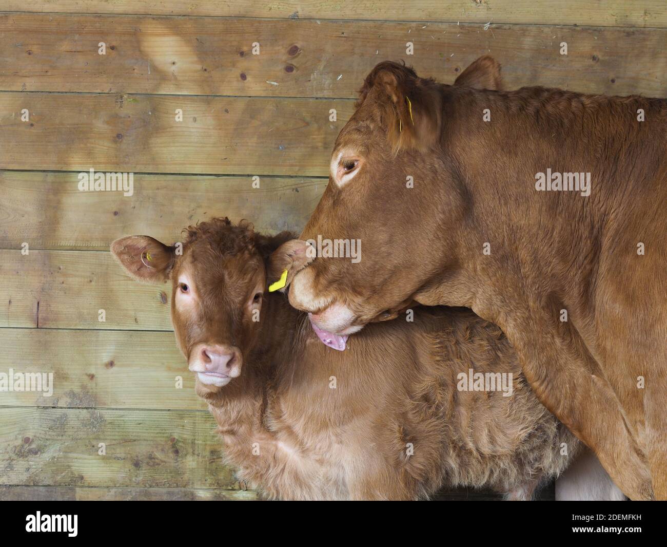 A head shot of a cow and her young calf Stock Photo - Alamy