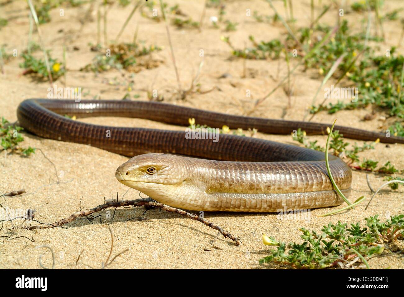 sheltopusik, Pseudopus apodus, ophisaurus apodus, european limbless ...