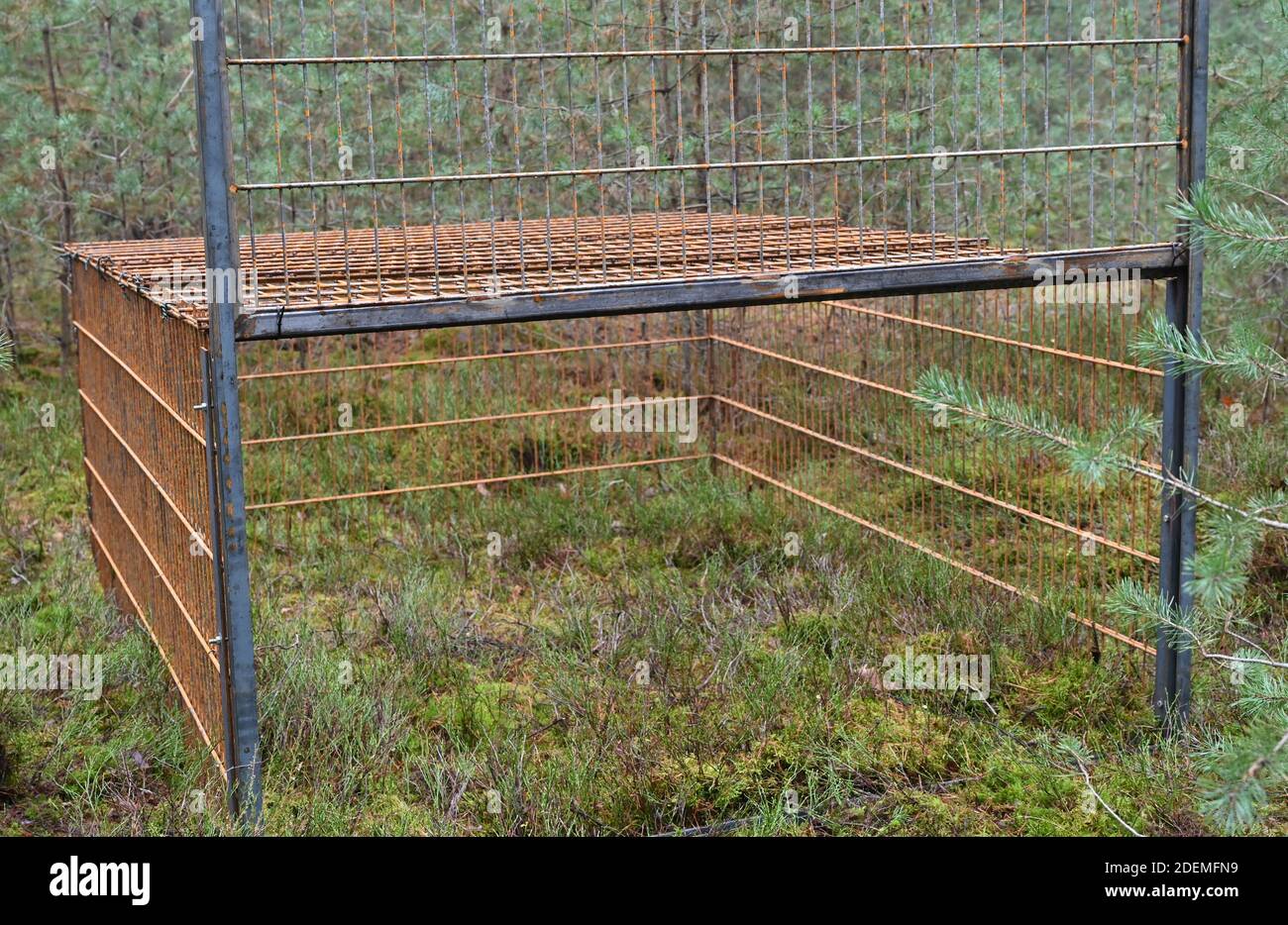 01 December 2020, Brandenburg, Neuzelle/ Ot Treppeln: A simple wild ...