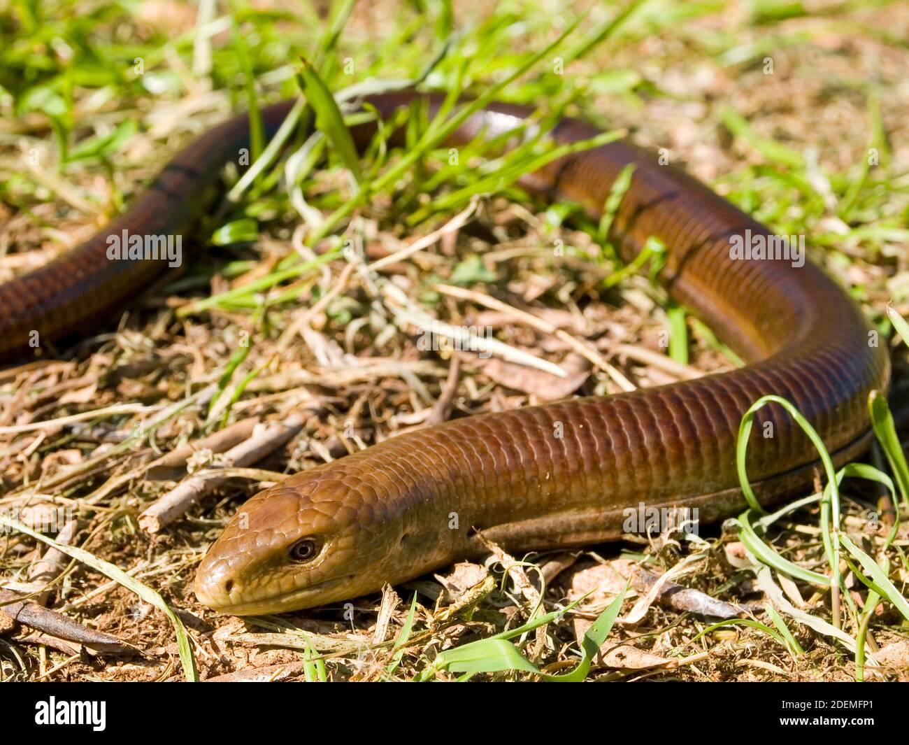 sheltopusik, Pseudopus apodus, ophisaurus apodus, european limbless ...