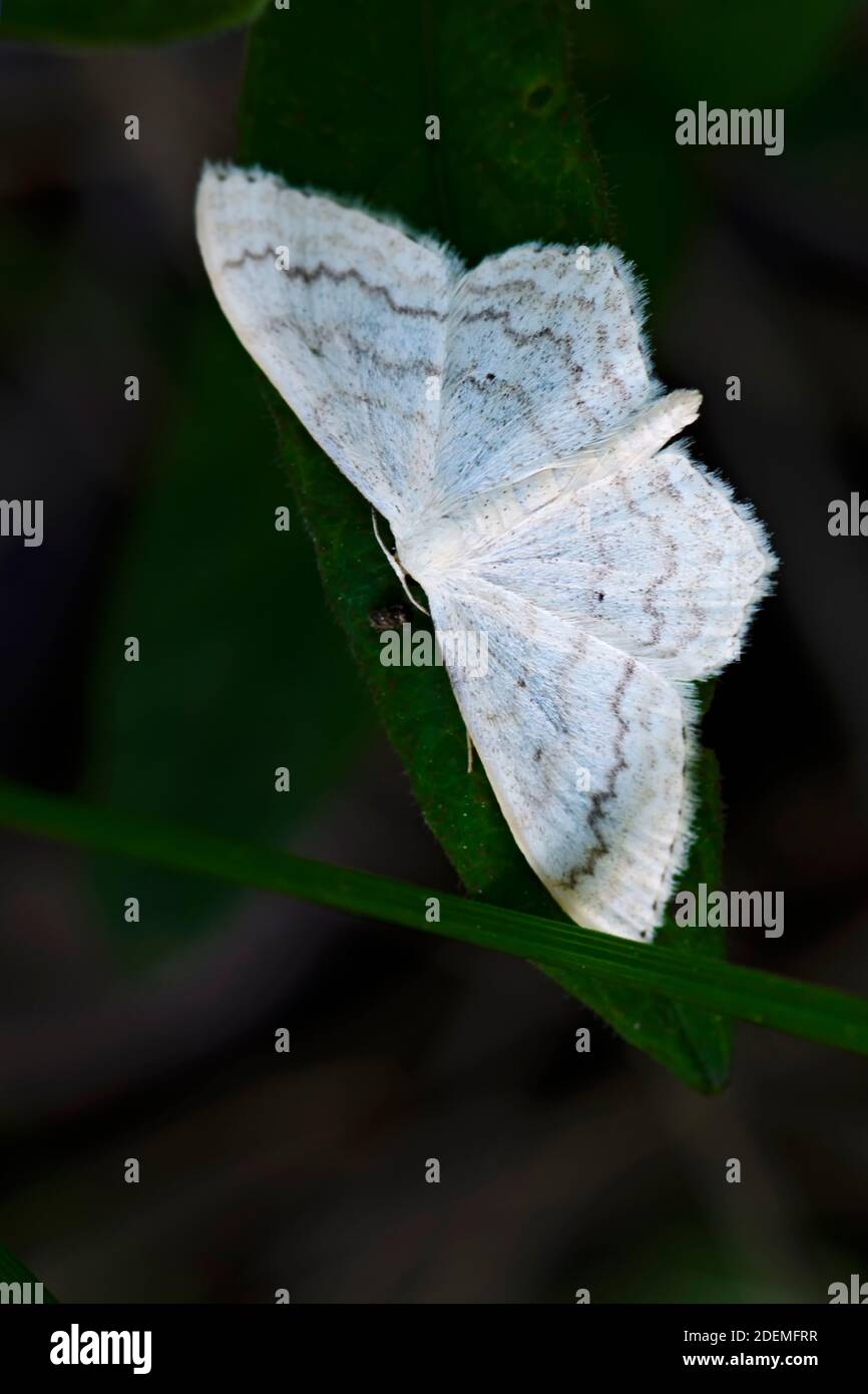 Geometer moth - Scopula incanata, beautiful white moth from European ...