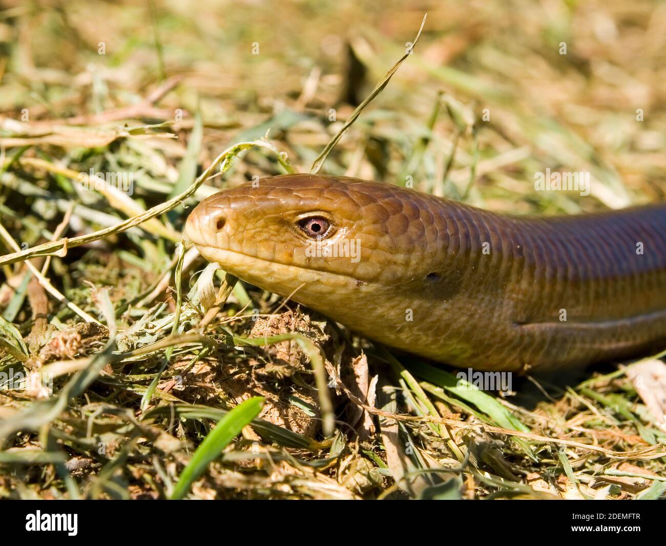 sheltopusik, Pseudopus apodus, ophisaurus apodus, european limbless ...