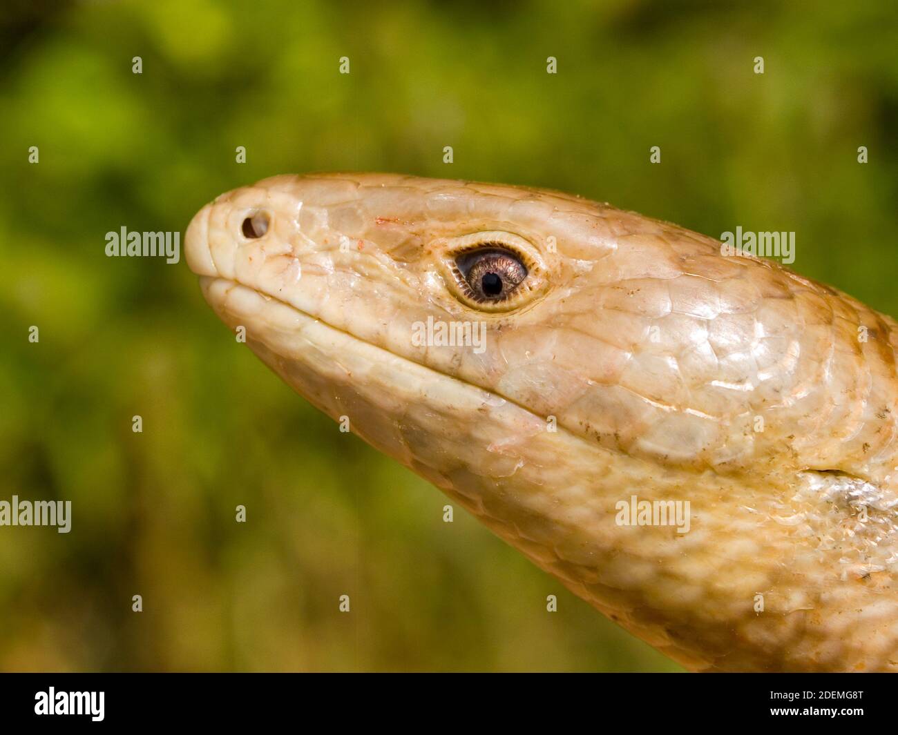 sheltopusik, Pseudopus apodus, ophisaurus apodus, european limbless ...