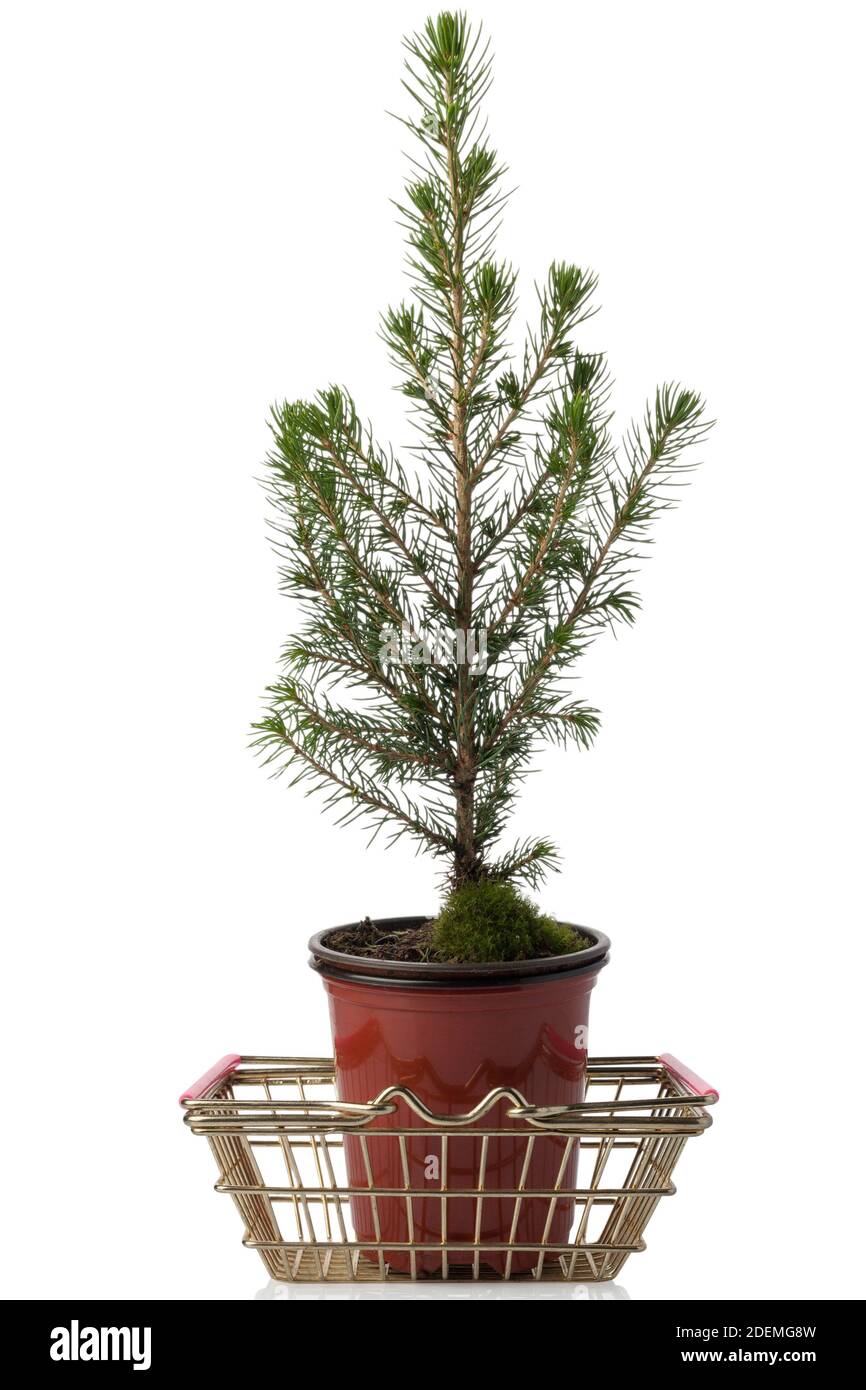 Sale of a Christmas tree. Decorative pine tree isolated on white ...