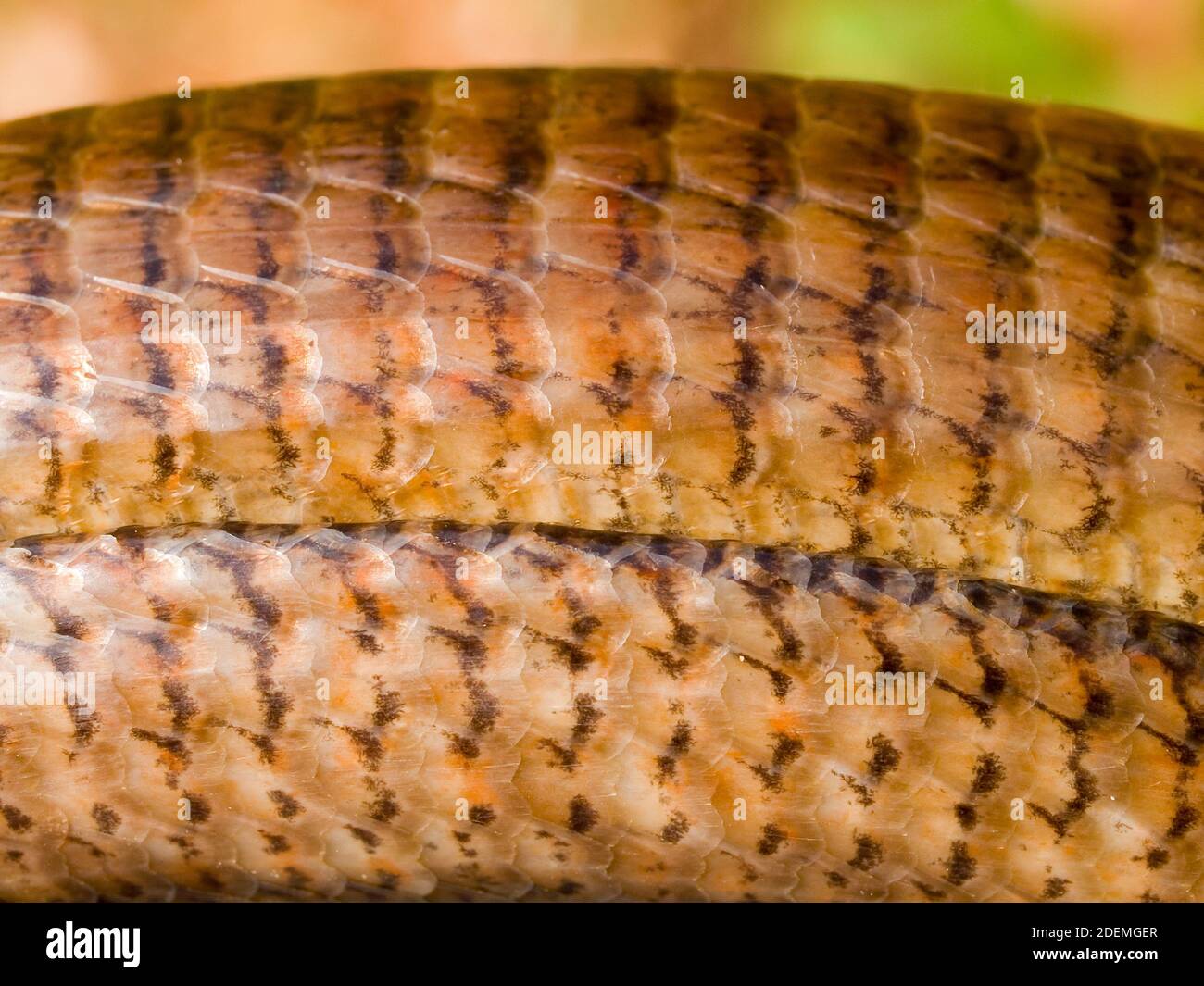 sheltopusik, Pseudopus apodus, ophisaurus apodus, european limbless ...