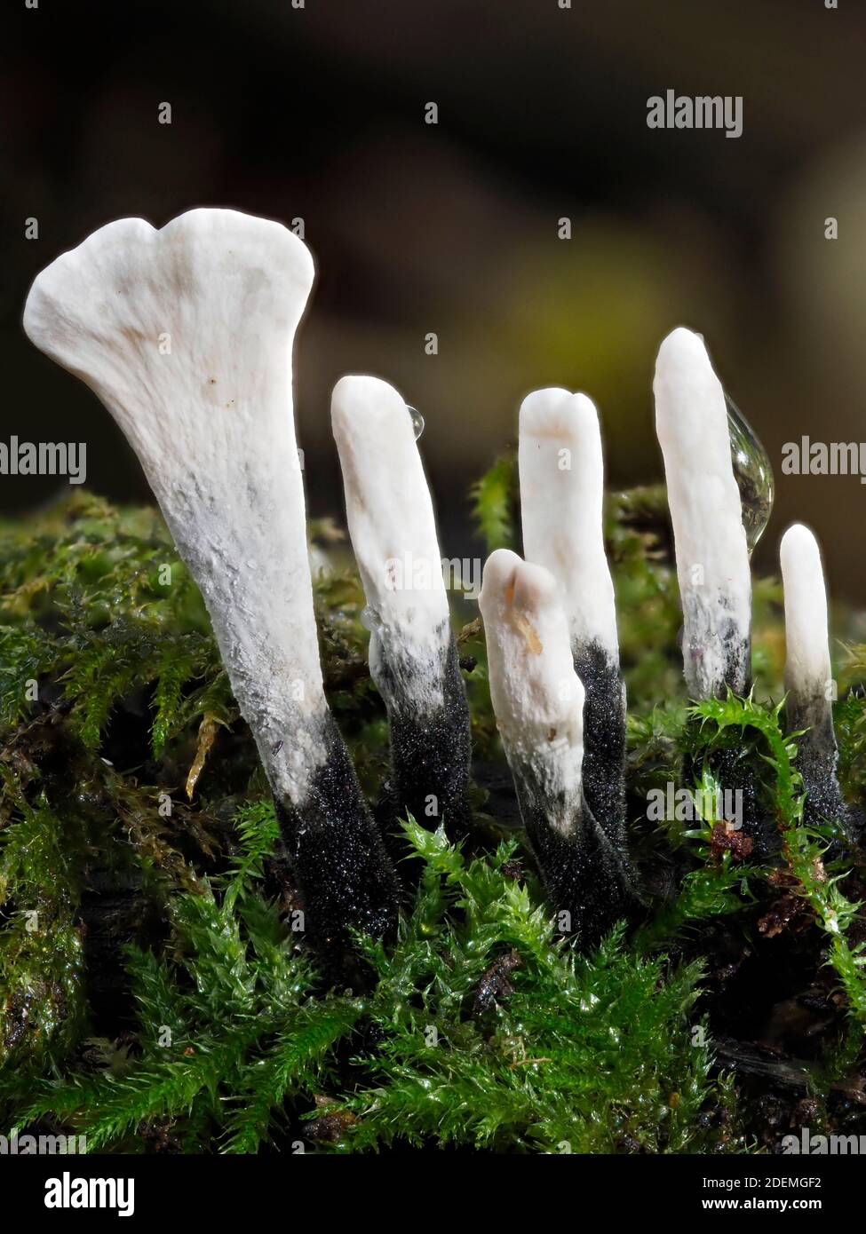 Ancient Fungi High Resolution Stock Photography and Images - Alamy