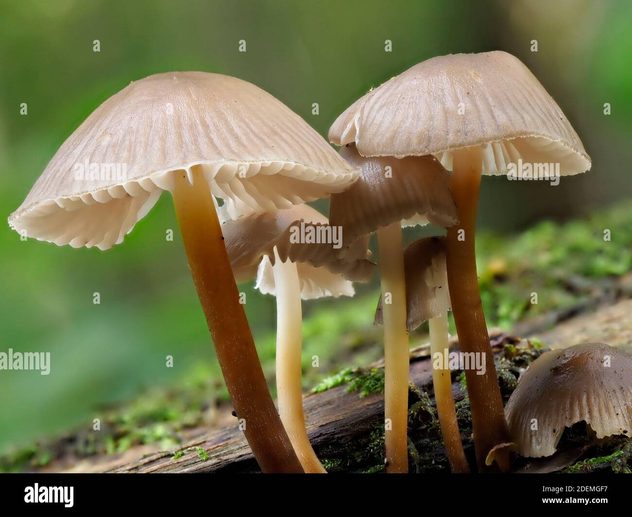 Common bonnet fungi (Mycena galericulata), Ashenbank Woodland, Kent UK ...