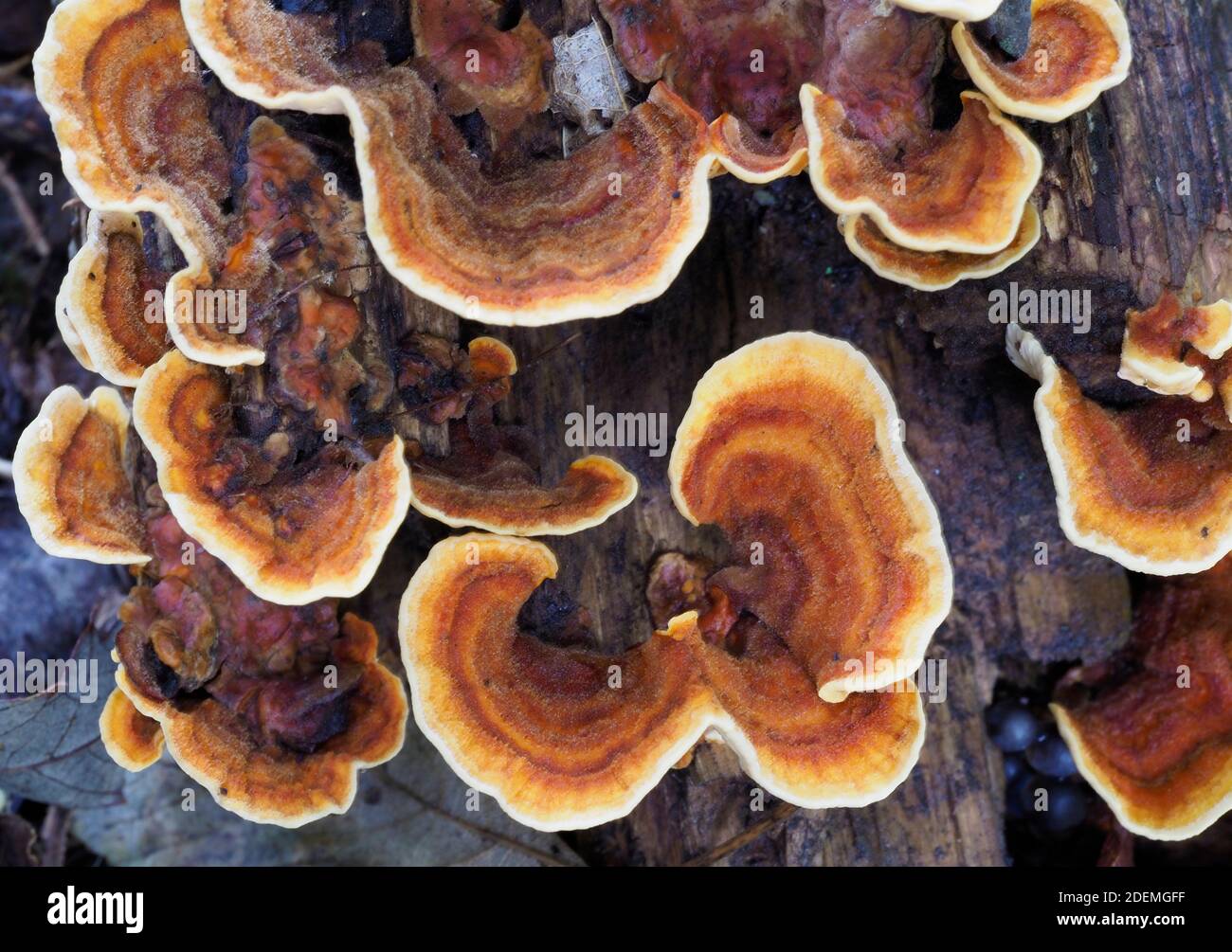 Hairy curtain crust fungus hi-res stock photography and images - Alamy